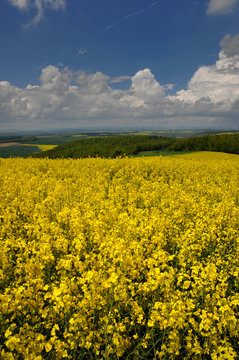 Imágenes de Rapsfelder: descubre bancos de fotos, ilustraciones ...