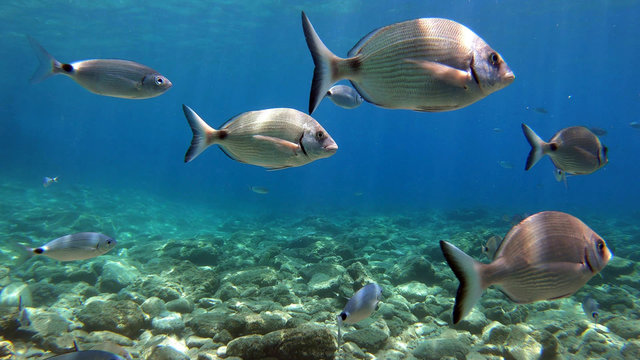 Free Fish Images – Browse 14,610 Free Stock Photos, Vectors, and Video ...