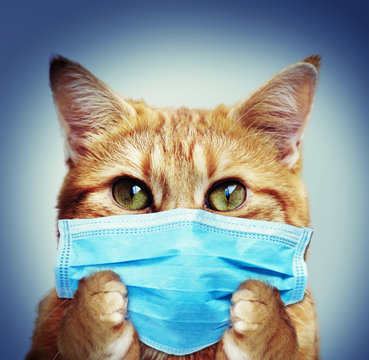 22,931 BEST Cat Mask IMAGES, STOCK PHOTOS & VECTORS | Adobe Stock