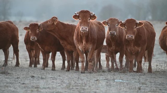 "Beef Cattle" Bilder – Durchsuchen 23,007 Archivfotos, Vektorgrafiken ...