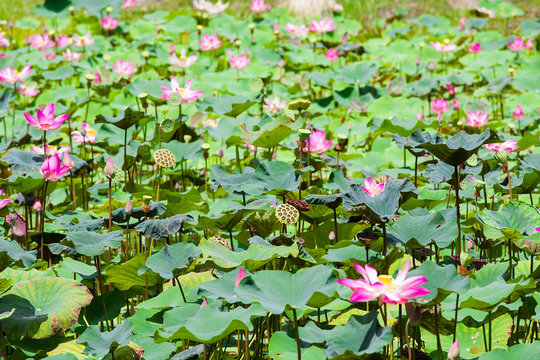 Sankeien Bilder – Durchsuchen 551 Archivfotos, Vektorgrafiken und ...