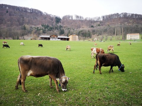 Weidehaltung Bilder – Durchsuchen 4,898 Archivfotos, Vektorgrafiken und ...