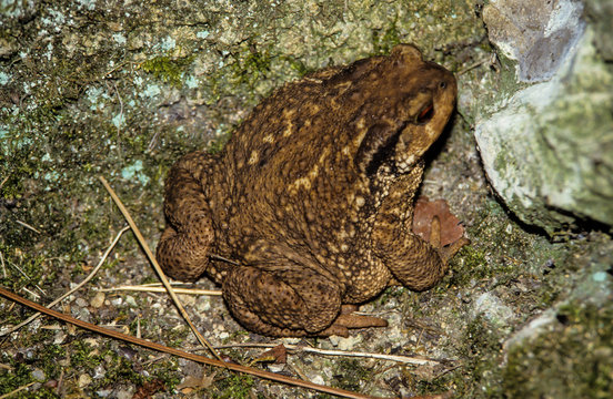 Batracien Bilder – Durchsuchen 1,301 Archivfotos, Vektorgrafiken und ...