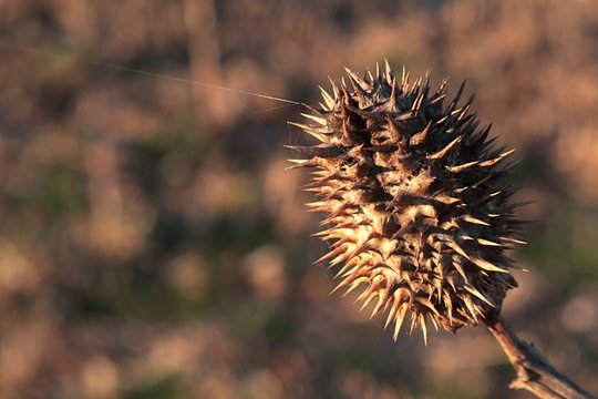 Deliriant Bilder – Durchsuchen 141 Archivfotos, Vektorgrafiken und ...