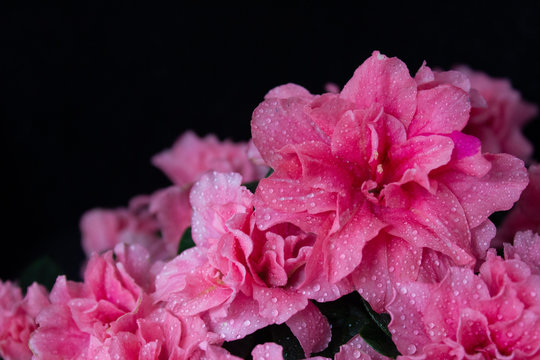 Azalea Bilder – Durchsuchen 75,913 Archivfotos, Vektorgrafiken und ...