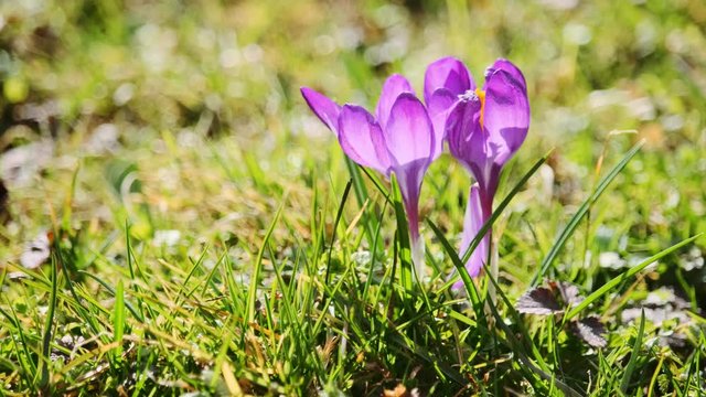Crocus Video Footage – Browse 5,836 HD Stock Video and Footage | Adobe ...