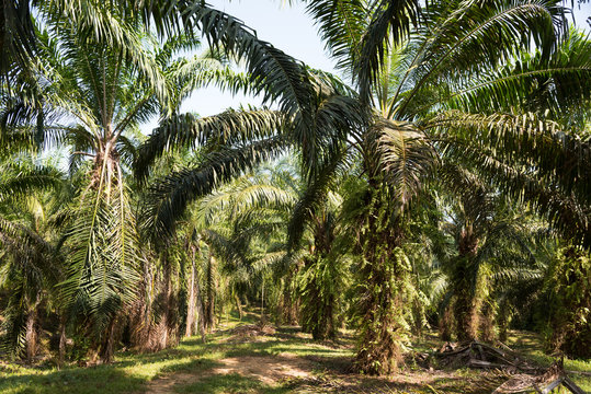 "Oil Palm" Images – Browse 8,232 Stock Photos, Vectors, and Video ...