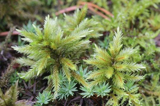 Bryopsida Images – Browse 308 Stock Photos, Vectors, and Video | Adobe ...