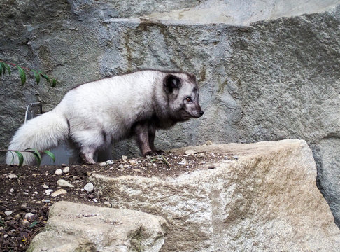 Schneefuchs Images – Browse 19 Stock Photos, Vectors, and Video | Adobe ...