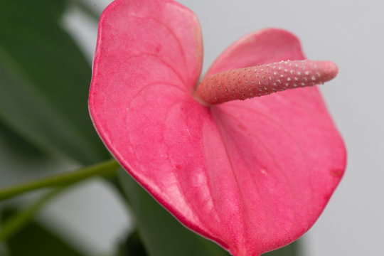รูปภาพAnturio – เลือกดูภาพถ่ายสต็อก เวกเตอร์ และวิดีโอ203 | Adobe Stock