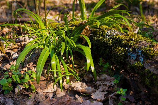 Paradoxum Bilder – Durchsuchen 90 Archivfotos, Vektorgrafiken und ...