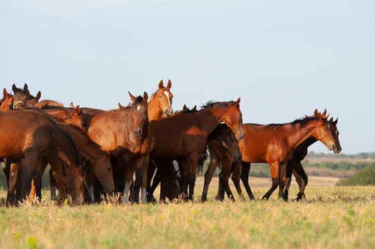 Chevalin bilder – Bläddra bland 6,610 stockfoton, vektorer och videor ...