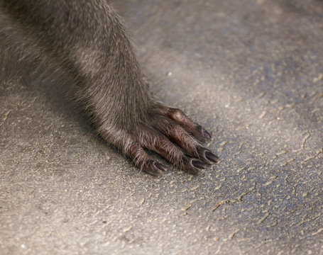 "Monkey Paw" Images – Browse 101 Stock Photos, Vectors, and Video ...