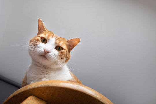 รูปภาพOcelli – เลือกดูภาพถ่ายสต็อก เวกเตอร์ และวิดีโอ4,100 | Adobe Stock