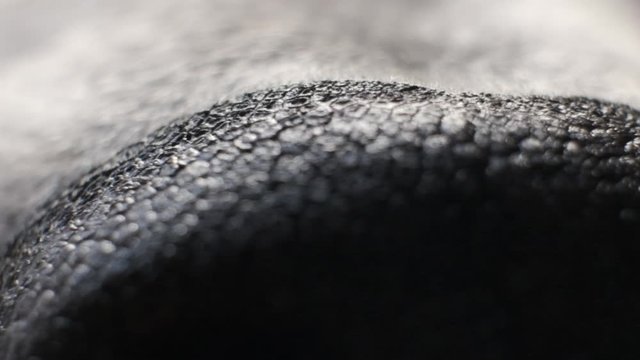 Dog Macro Images – Browse 41,162 Stock Photos, Vectors, and Video ...
