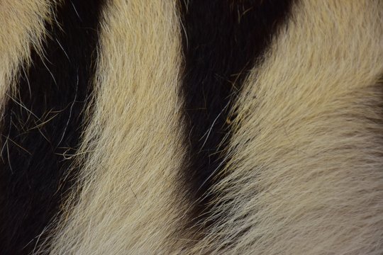 "Royal Bengal Tiger" bilder – Bläddra bland 18,467 stockfoton, vektorer ...