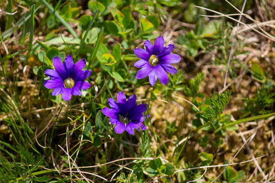 รูปภาพSysie – เลือกดูภาพถ่ายสต็อก เวกเตอร์ และวิดีโอ5 | Adobe Stock