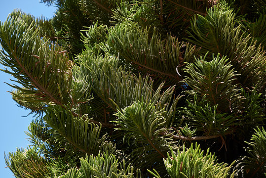 Imágenes de "Triangle Tree": descubre bancos de fotos, ilustraciones ...