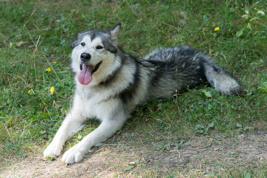 Layka Images – Browse 119 Stock Photos, Vectors, and Video | Adobe Stock