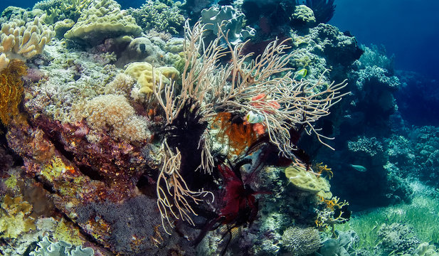 Crinoiden Bilder – Durchsuchen 3,204 Archivfotos, Vektorgrafiken und ...