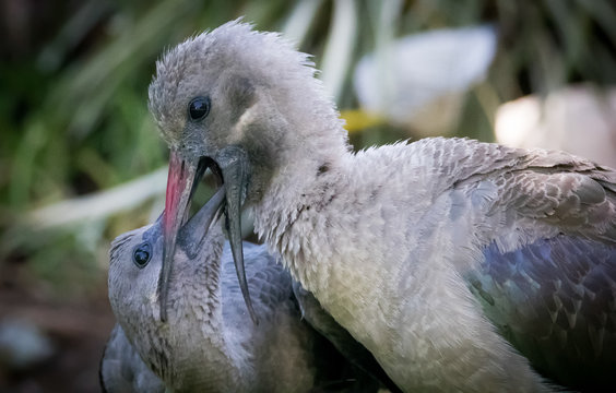Hadeda Bilder – Durchsuchen 713 Archivfotos, Vektorgrafiken und Videos ...