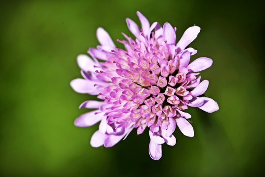 「Ambretta」の写真素材 | 31件の無料イラスト画像 | Adobe Stock