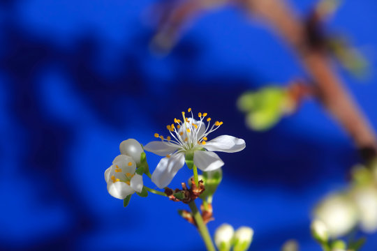 รูปภาพMirabellenbaum – เลือกดูภาพถ่ายสต็อก เวกเตอร์ และวิดีโอ219 ...