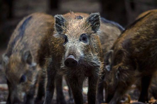 Warchlak Bilder – Durchsuchen 67 Archivfotos, Vektorgrafiken und Videos ...