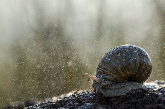 Imagens de Muszla – Explore Fotografias do Stock, Vetores e Vídeos de ...