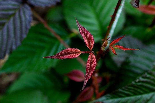 รูปภาพMora – เลือกดูภาพถ่ายสต็อก เวกเตอร์ และวิดีโอ14,260 | Adobe Stock