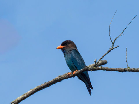 「Dollarbird」の写真素材 | 77件の無料イラスト画像 | Adobe Stock