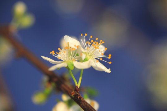 รูปภาพMirabellenbaum – เลือกดูภาพถ่ายสต็อก เวกเตอร์ และวิดีโอ219 ...