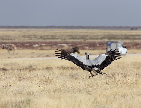 "Secretary Bird" Images – Browse 4,025 Stock Photos, Vectors, and Video ...