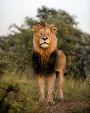 รูปภาพPredator – เลือกดูภาพถ่ายสต็อก เวกเตอร์ และวิดีโอ1,511,554 ...