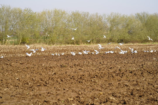 Pieren Images – Browse 40 Stock Photos, Vectors, and Video | Adobe Stock