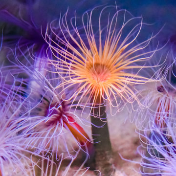 Anemona Images – Browse 548 Stock Photos, Vectors, and Video | Adobe Stock