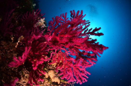 Gorgonia Images – Browse 1,464 Stock Photos, Vectors, and Video | Adobe ...