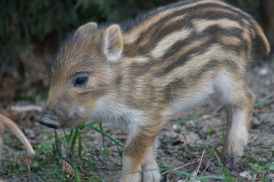 「Warchlak」の画像 - 63 件の Stock 写真、ベクターおよびビデオ | Adobe Stock