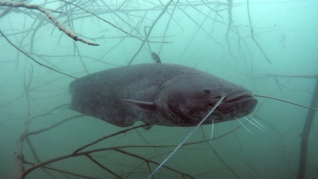 "Wels Catfish" Imagens – Procure 1,832 fotos, vetores e vídeos | Adobe ...