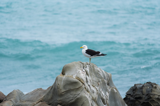 รูปภาพMollyhawk – เลือกดูภาพถ่ายสต็อก เวกเตอร์ และวิดีโอ134 | Adobe Stock