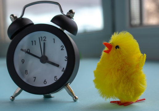 รูปภาพFowl-Run – เลือกดูภาพถ่ายสต็อก เวกเตอร์ และวิดีโอ375 | Adobe Stock