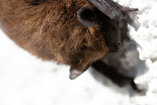 Chauve-Souris 画像 - 参照 550 Stock 写真、ベクターおよびビデオ | Adobe Stock