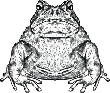 "Bufo-Bilder: Stock-Fotos & -Videos. | Adobe Stock
