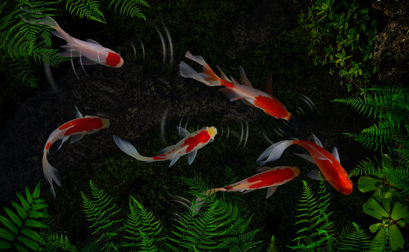 Free Fish Images – Browse 14,610 Free Stock Photos, Vectors, and Video ...