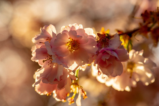 "Japanische Kirsche" - Images et vidéos libres de droits | Adobe Stock