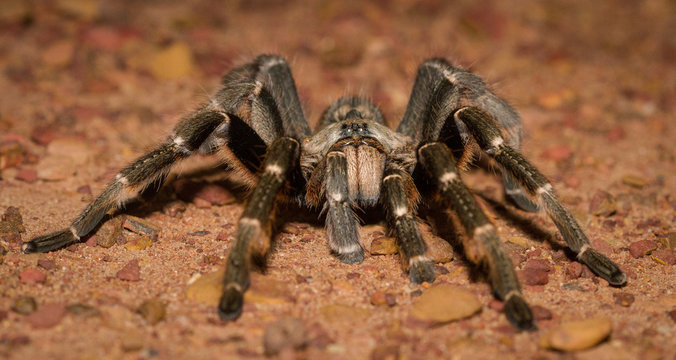 รูปภาพArachnidae – เลือกดูภาพถ่ายสต็อก เวกเตอร์ และวิดีโอ171,729 ...