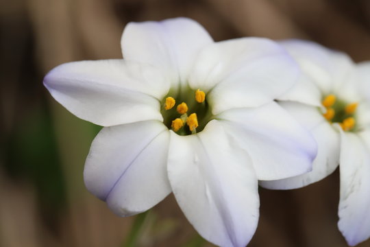 葯 Images – Browse 571 Stock Photos, Vectors, and Video | Adobe Stock