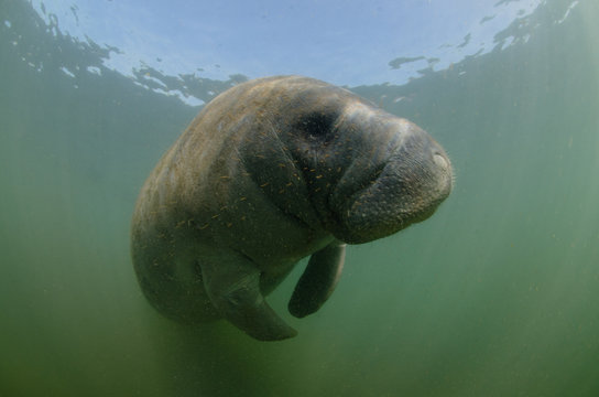 Desktop Lamantino Calmante