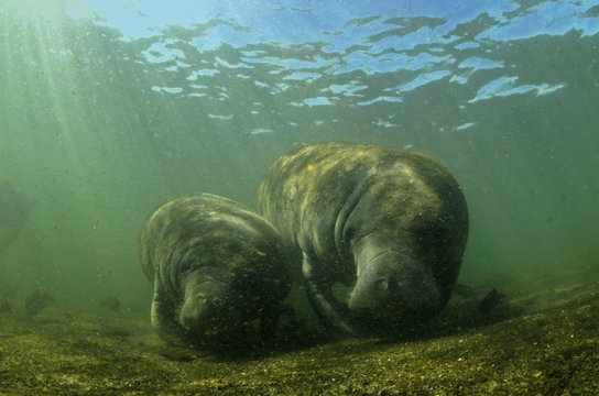 Desktop Lamantino Calmante