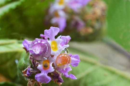 Falower Bilder – Durchsuchen 6 Archivfotos, Vektorgrafiken und Videos ...